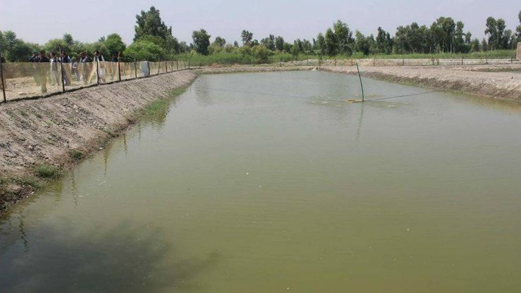New fish farms in Nangarhar meant to make Afghanistan more self-sufficient