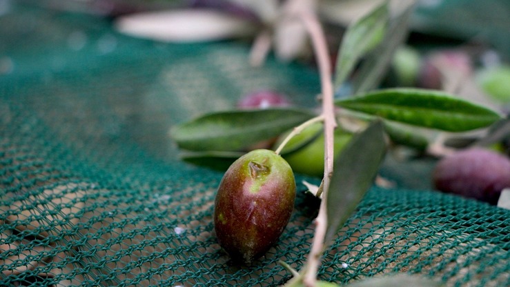 Nangarhar sees unprecedented increase in olive production