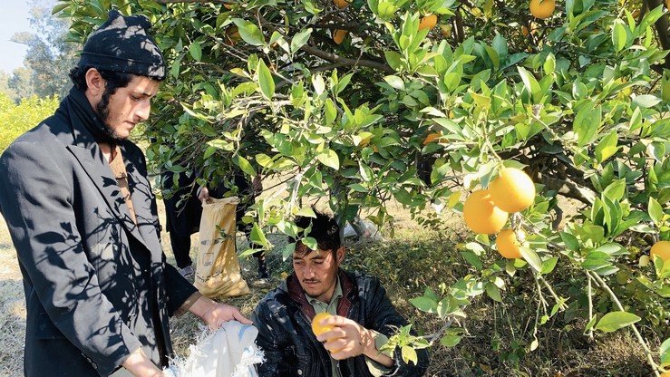 Bati Kot citrus farms get major boost after liberation from Taliban