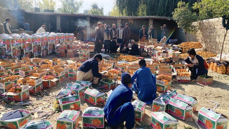 Bati Kot citrus farms get major boost after liberation from Taliban