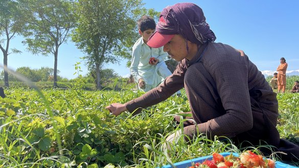 Nangarhar farmers choose strawberries over poppies