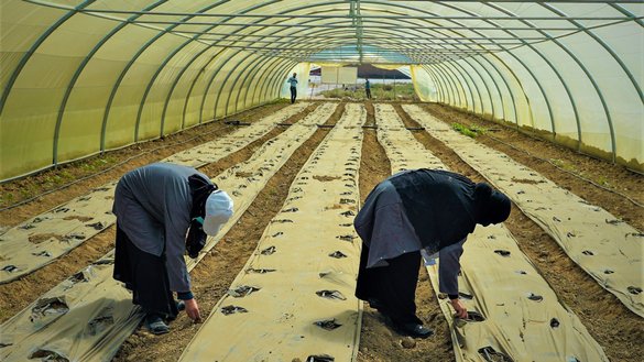 Iraqi farmers replant after ISIS with help from USAID and partners