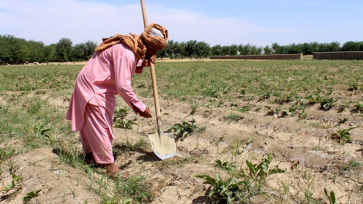 Helmand farmers abandon illicit crops to cultivate hing