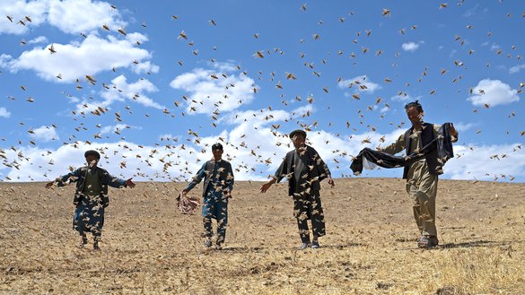 Afghan farmers struggle to battle locust invasion in north