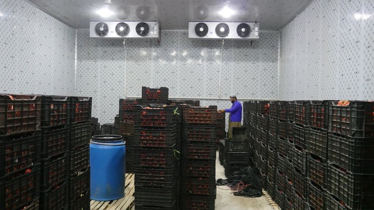 USAID provides cold storage in Farah, helping farmers profit